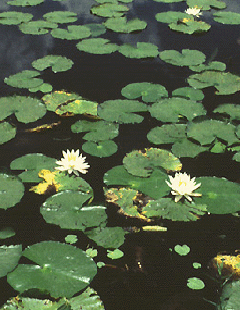 Wildlife - Lake Lemon Conservancy District